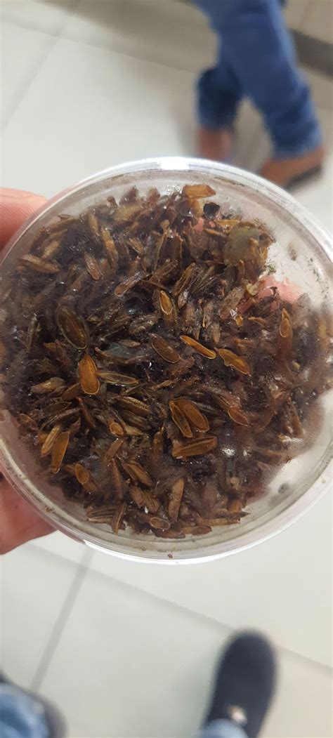 Trichoderma Viride After Inoculation At 0 Hrs 24 Hrs And After 48 Hrs Ajay Saini