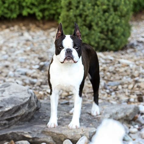 Boston Terriers For Sale Terrier Puppies Texas Black Rose Bostons