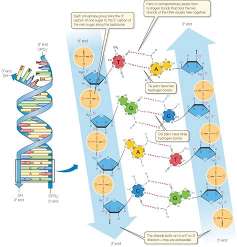 What Is Complementary Base Pairing