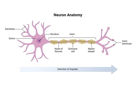 Axon Definition Structure Types Functions Biology Notes Online