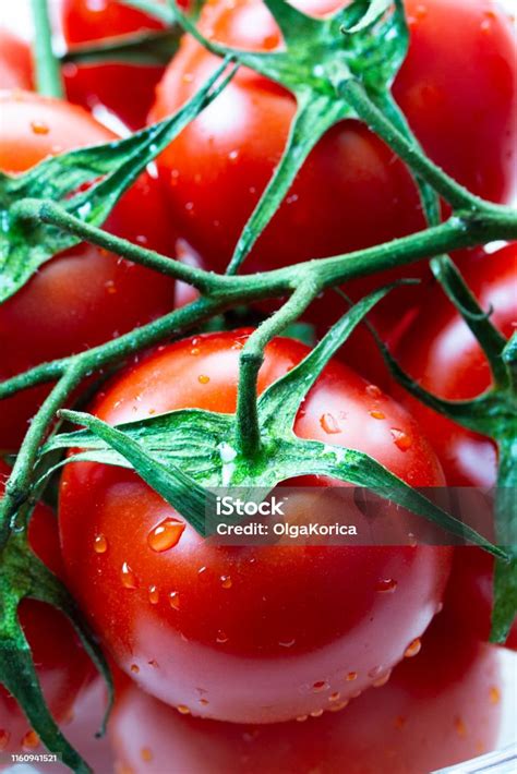물 방울과 녹색 잔가지 수직 클로즈업과 빨간 토마토 잘 익은 식욕을 돋우는 야채 토마토 를 나뭇가지에 이슬 방울 체리 토마토에 대한 스톡 사진 및 기타 이미지 Istock