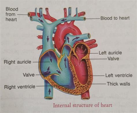 Structure Of Heart