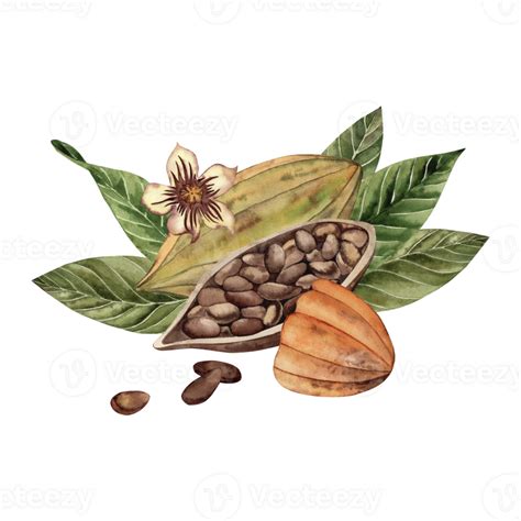 Whole And Cut Cocoa Fruits Lie On Green Leaves Of Cocoa Tree Composition With Beans Flower And