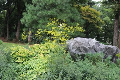 여름을 보내고 가을을 데려오는 마타리 꽃 허태임의 초록목록