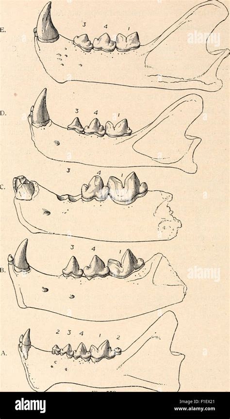 This 1919 Work Examines The Vocalization Of Vertebrates Documenting The Sounds Produced By