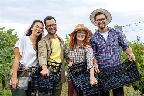 포도밭에서 포도를 따고 포도 나무를 준비하기 위해 어두운 포도로 가득 찬 상자를 들고있는 친구들의 그룹 20 24세에 대한 스톡 사진 및 기타 이미지 Istock