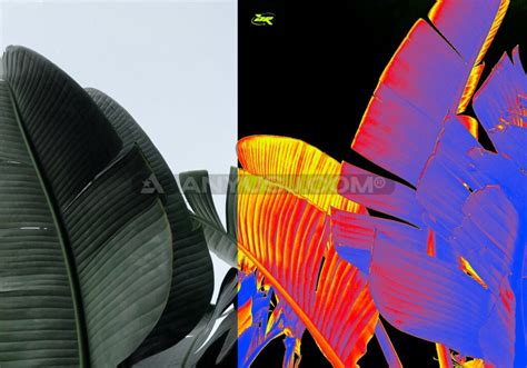 50款潮流艺术酸性热感应热成像高对比度ps渐变预设grd设计套装heatmaps Gradient Maps 第5007期 安鱼设计资源丨优质平面设计资源共享站