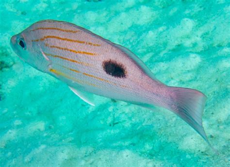 Schnapper Lutjanus Indicus