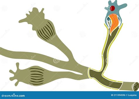 Flatworm Flame Cell Structure Of Element Of Excretory System Stock Vector Illustration Of