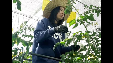 송이토마토 유인 및 곁순제거 실습농과농업과 조경토목과함양제일고등학교ncs채소재배교과 수업스마트팜 Youtube