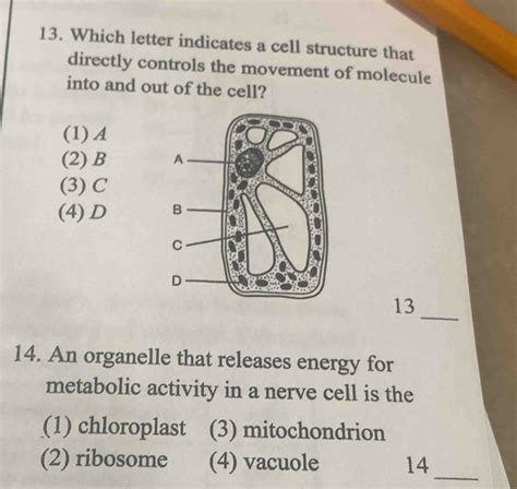 13 which letter indicates a cell structure that directly controls the