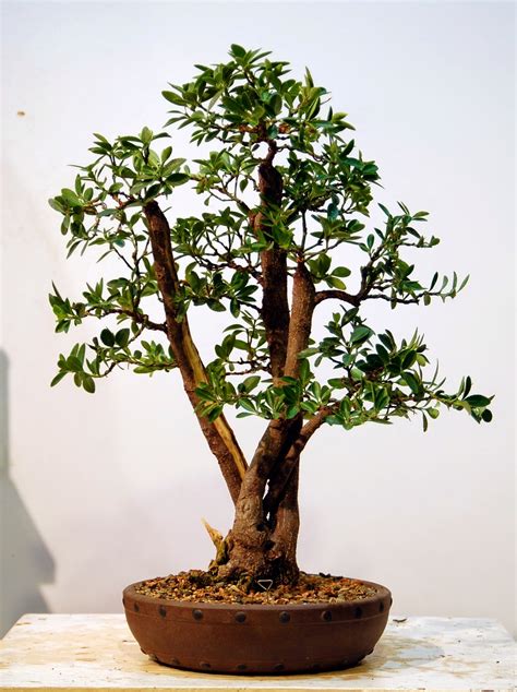 Heart Of Texas Bonsai Boxleaf Euonymus 43 A Prize In Every Box