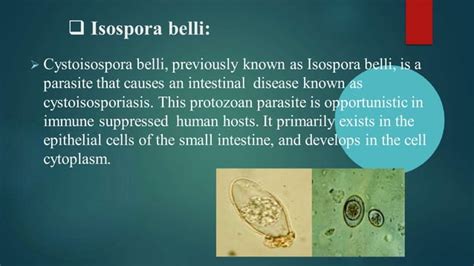Minor Protozoan Pathogens Ppt