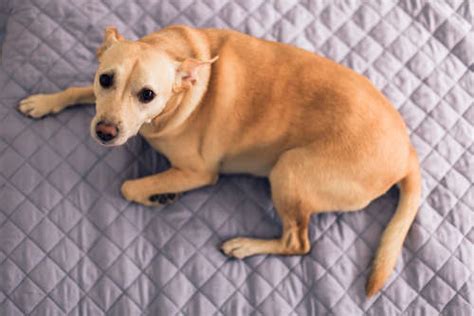 獣医師監修犬の肥満細胞腫 考えられる原因や症状治療法と予防法 PECOペコ