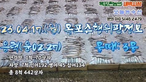 230417월 목포수협위판정보 음력윤0227 물때 3물 아귀 등택어 밴댕이 민어 병어 참돔 우락 소량 잡햤어요 목포 목포민어 우럭 Youtube
