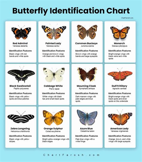 Butterfly Identification Chart Butterfly Species Color Wing Patterns