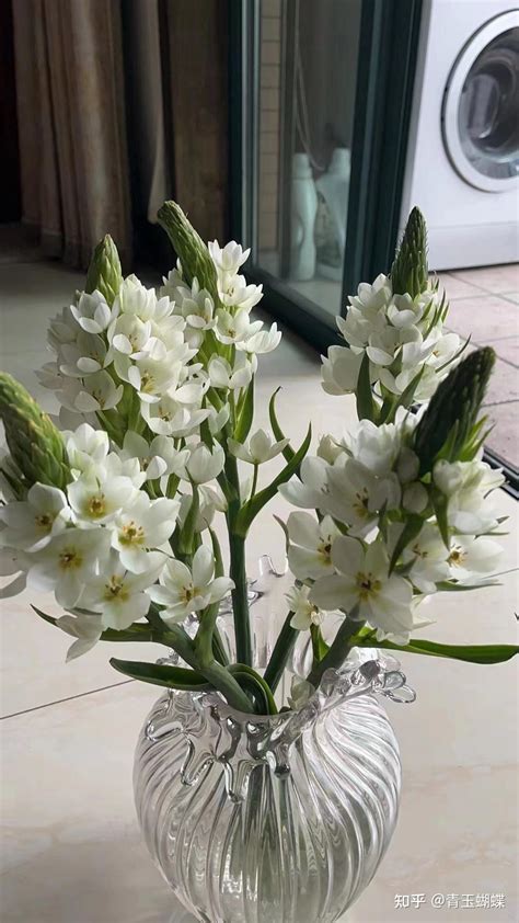 【赏花物语】雀梅？圣心百合？ 知乎