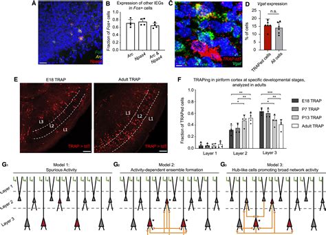 Embryonically Active Piriform Cortex Neurons Promote Intracortical Recurrent Connectivity During