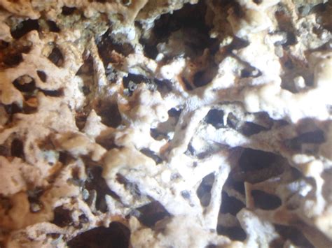 Coral Mineralization Fossil Id The Fossil Forum
