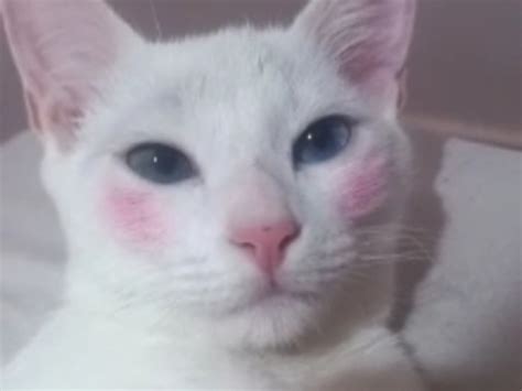 Mimimi Pipipi Popopo Yuno Yt Quizur