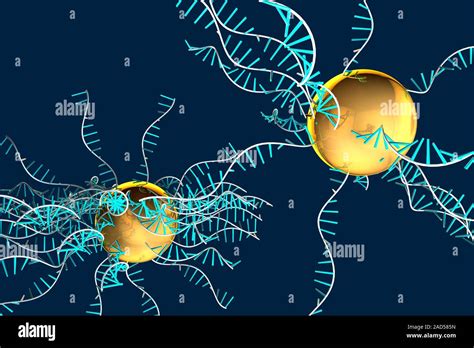 Computer Illustration Of Gold Nanoparticles With Attached Ribonucleic Acid Rna Gold