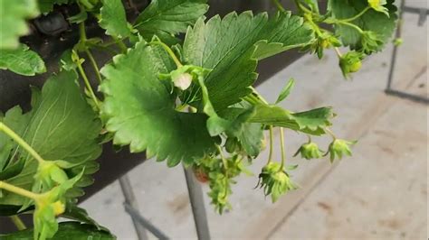 경남거창가조사병2 221222목 설향딸기잿빛곰팡이병 점적관주 딸기꽃곰팡이 딸기탄저병 딸기흰가루 딸기생장촉진 딸기팁번 상담01072582666 가조농약