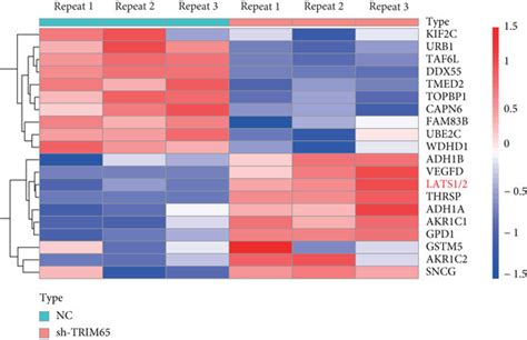 Expression Of Trim65 Is Negatively Correlated With Lats1 A Other