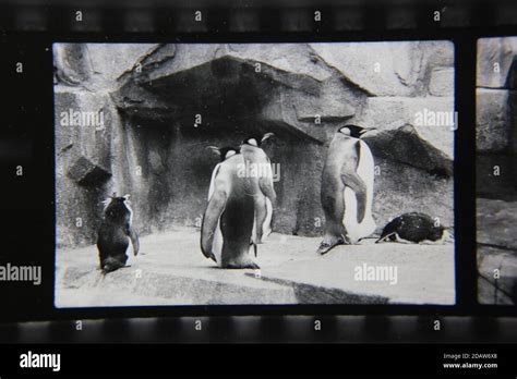 Fine 1970s Vintage Black And White Photography Of Wild Penguins As Seen