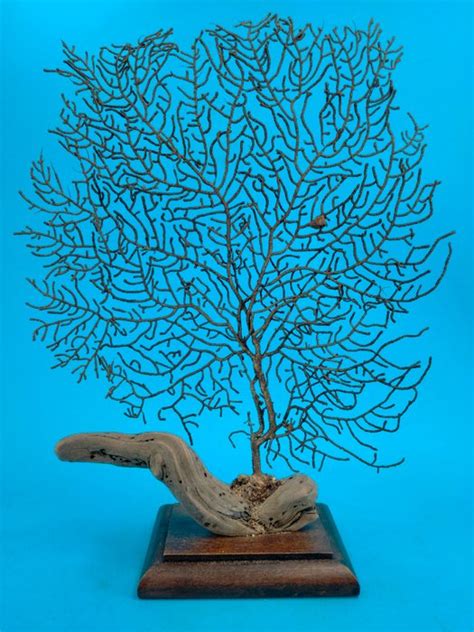 Beautiful Gorgonia Mounted On A Stand Taxidermy Full Body Mount Gorgonacea Sp 33 Cm 25 Cm
