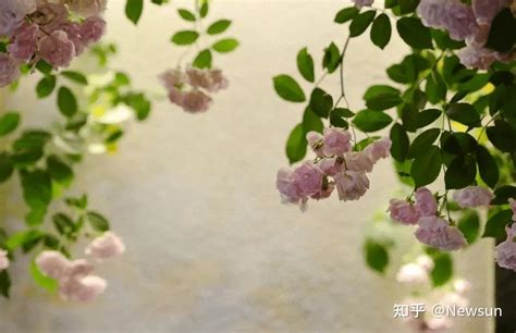 80句小满文案，愿你的生活幸福美满 知乎