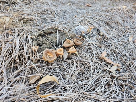 Samsung Galaxy Z Flip At T Review Is This The Foldable Revolution We Ve Been Waiting For