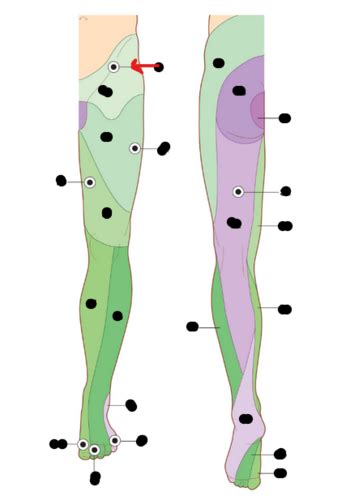 Dermatomes Myotomes Nerves Flashcards Quizlet