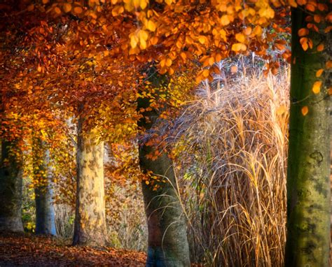 Book Grasses Nature Free Photos On