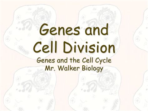 Genes And Cell Division Mitosis Cell Cycle