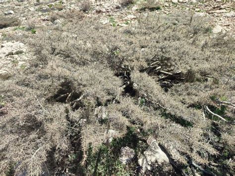 استاد گون‌شناسی ایران ۶۰۰ گونه گون بومی در کشور شناسایی شده است ایرنا