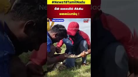 மீன் வலையில் சிக்கியமலைப்பாம்பு Thiruparankundram Tamil Nadu