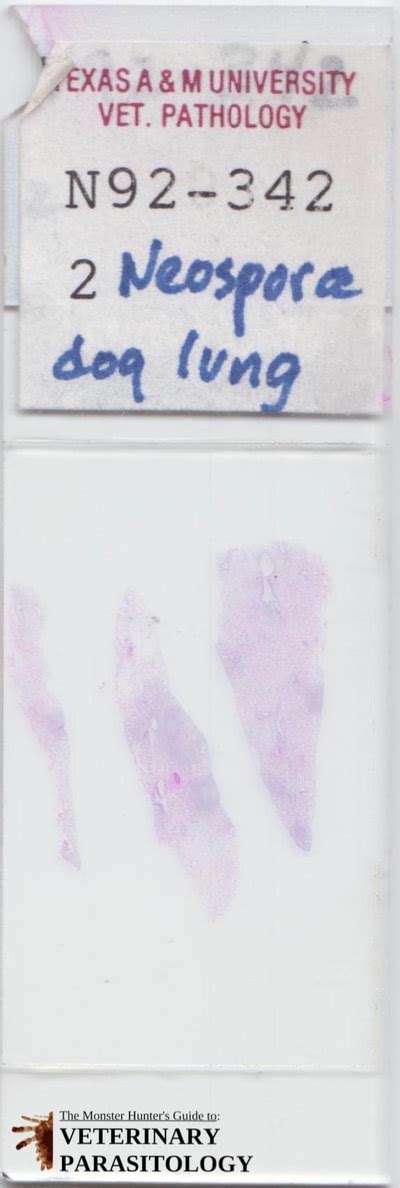 Neospora Caninum Protozoa Monster Hunters Guide To Veterinary Parasitology