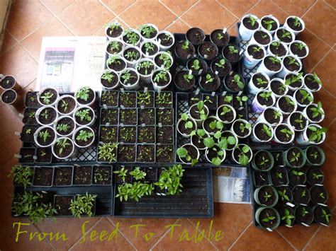 From Seed To Table Potting Up