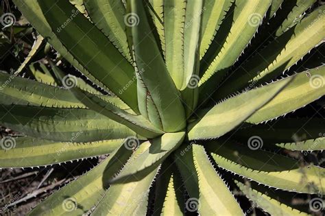 Agave Jabali Plants On An Organic Plantation For The Production Of