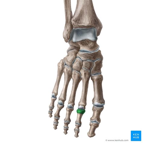 Distal Interphalangeal Joint Ligaments At Lori Francois Blog
