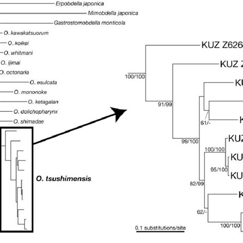 The Maximum Likelihood Ml Tree Of 2663 Bp Of Cytochrome Oxidase