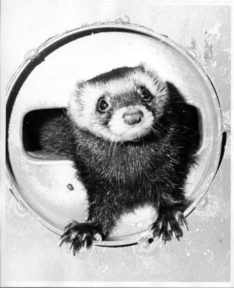 Fermilab Used To Clean Its Particle Accelerators With A Ferret Named Felicia Who Would Run