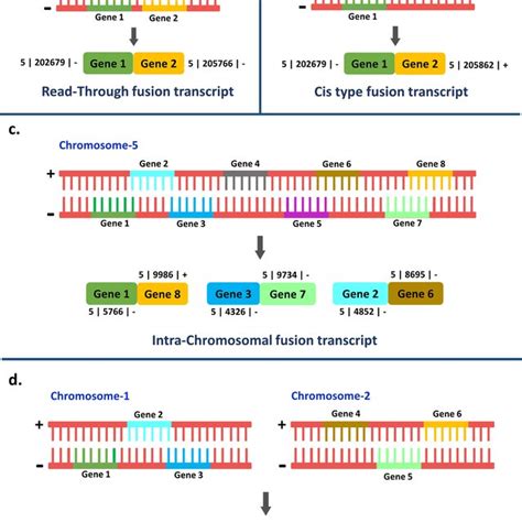 Representation Of The Four Different Types Of Fusion Transcripts