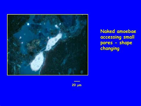 We Generally Think Of Soil From The Ground Up Ppt Download