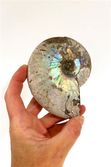 Shell Fossil Iwona Ludyga Design