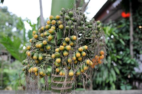 Fruits Tree Free Photo On Pixabay Pixabay