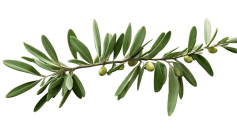 Olive Tree Branch Pngs For Free Download