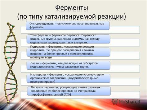 Презентация на тему: "Ферменты выполняют и множество других функций ...
