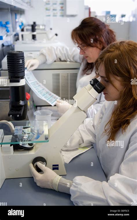 Counting Cells In Neubauer Chamber At Walter Mcglothlin Blog