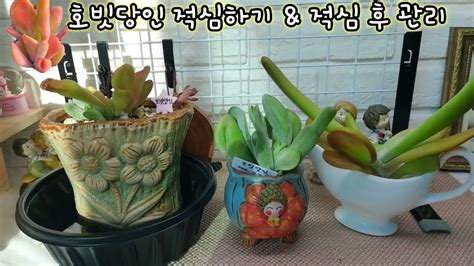 베란다에서 키운 호빗당인 적심하기 호빗당인이 키가 너무 커요 그래서 이중으로 적심을 했어요~ 결과가 어떨지 많이 궁금하네요